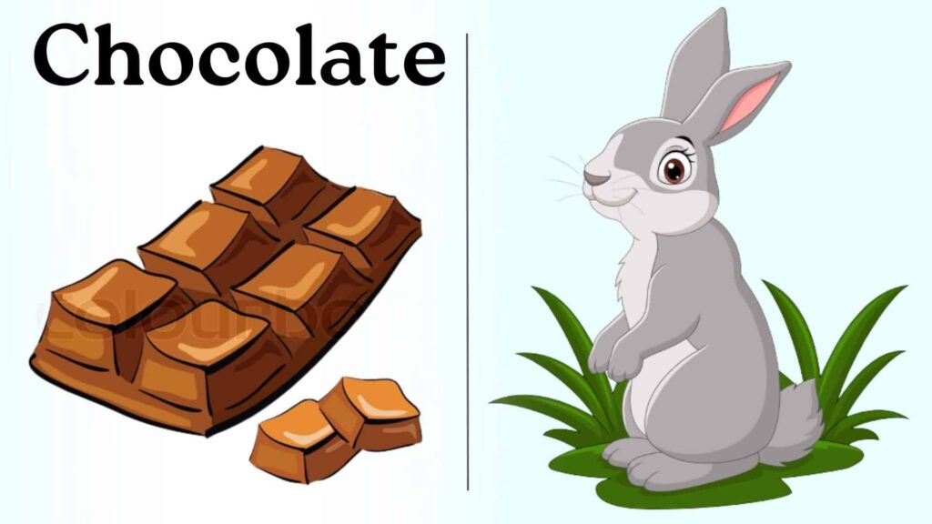Can Bunnies Eat Chocolate? The Answer Might Surprise You!