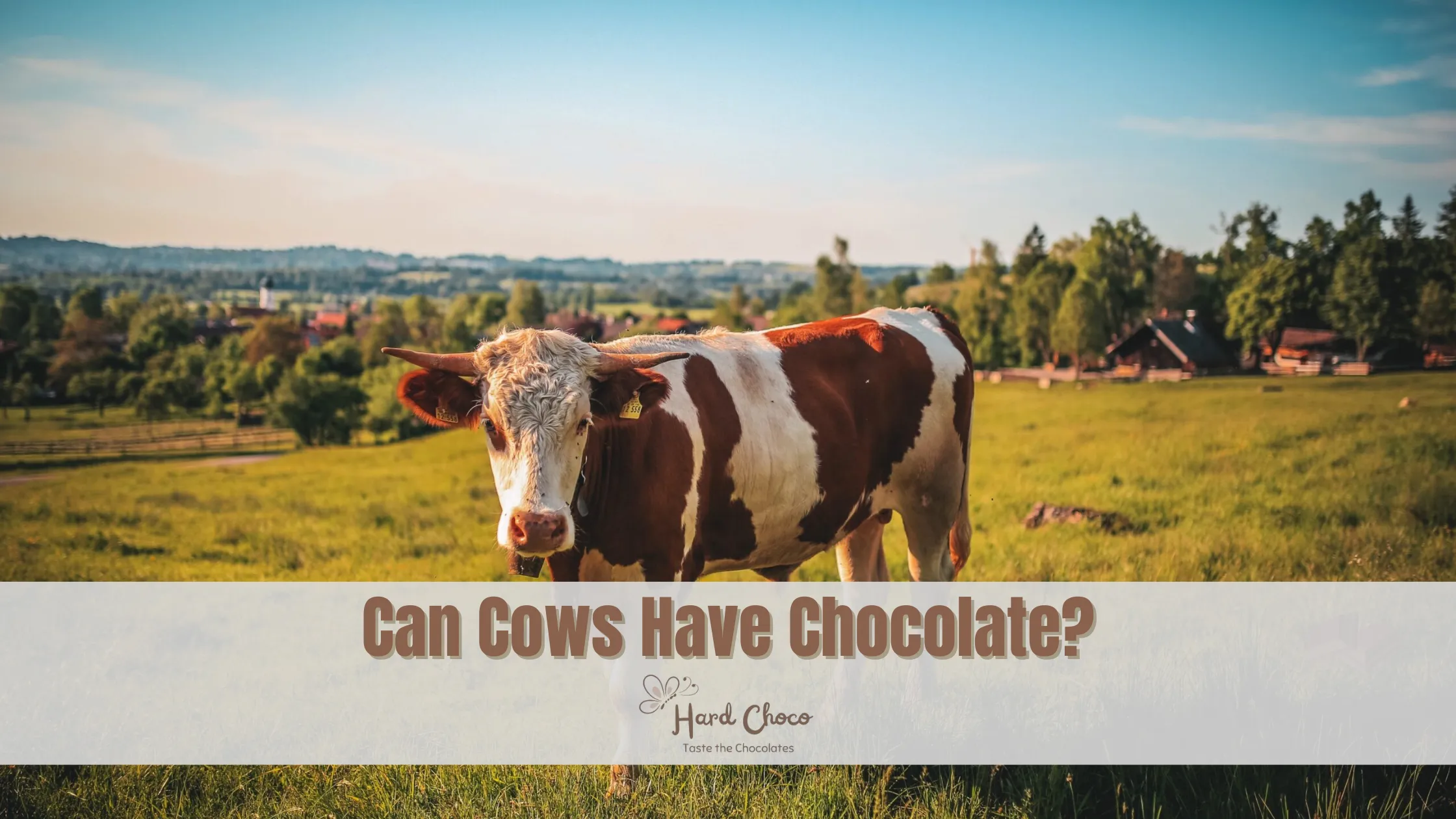 Can Cows Have Chocolate? - Hard Choco